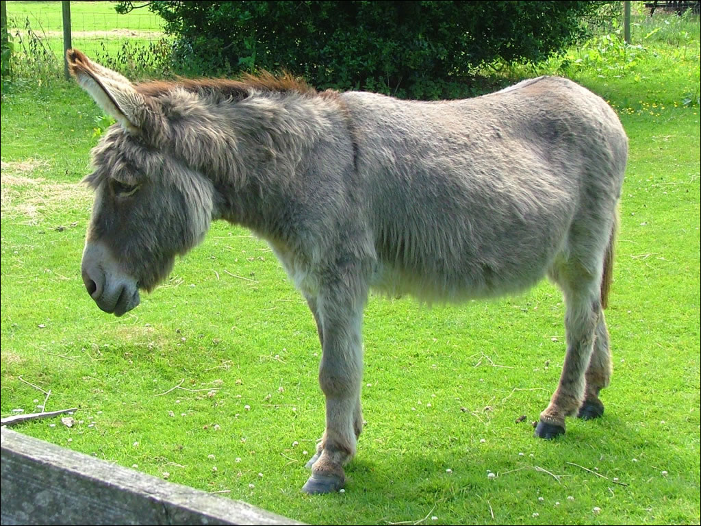 Donkey | Info and Photos | The Wildlife Donkey | Info and Photos | The Wildlife