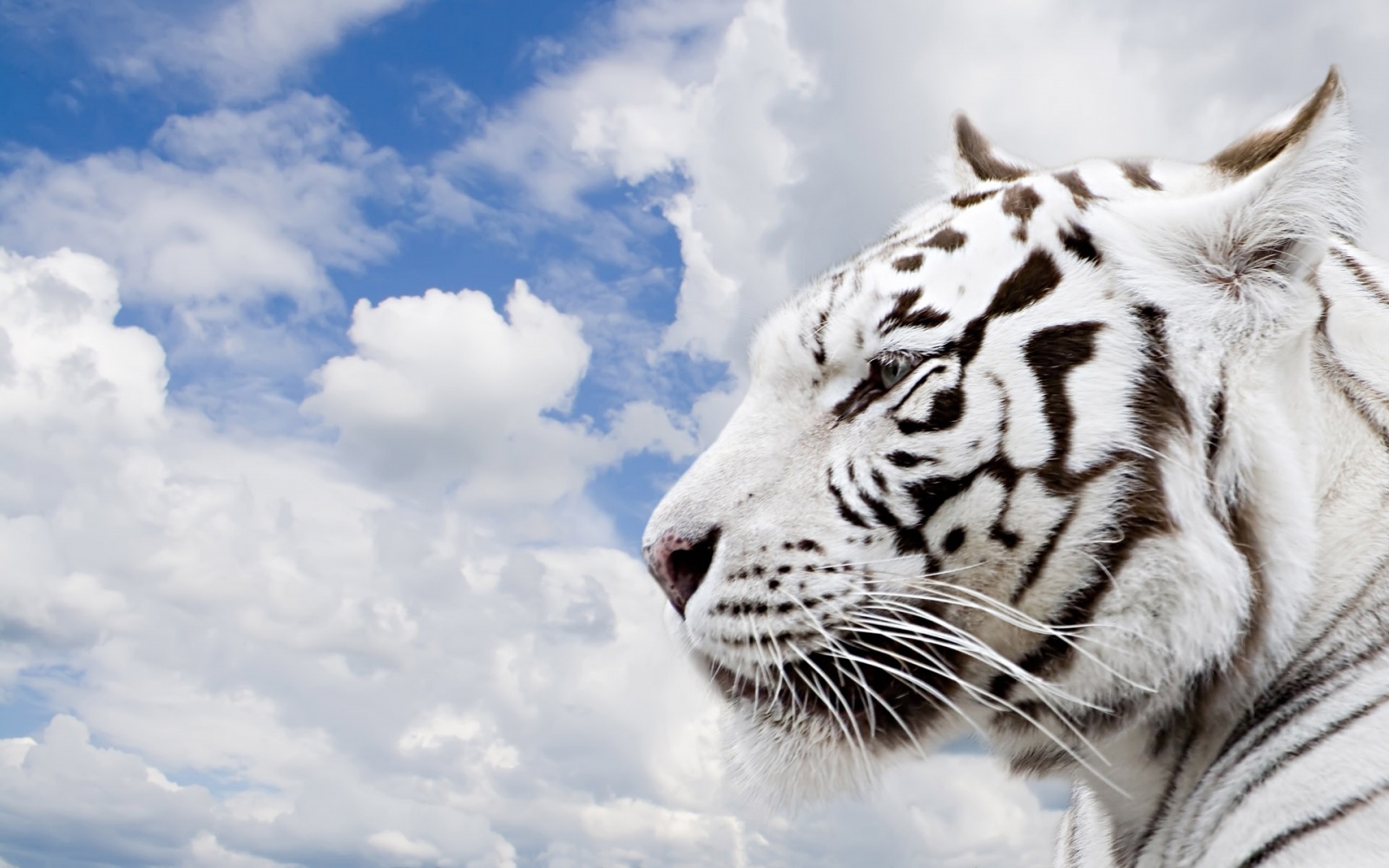 AMAZING ANIMALS WALLPAPER Amazing Wallpapers amazing-animals-wallpaper-amazing-wallpapers