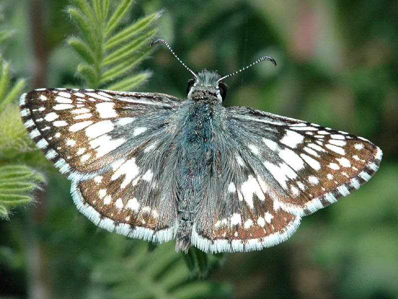 Common Checkered Skipper ~ Butterfly of The Earth