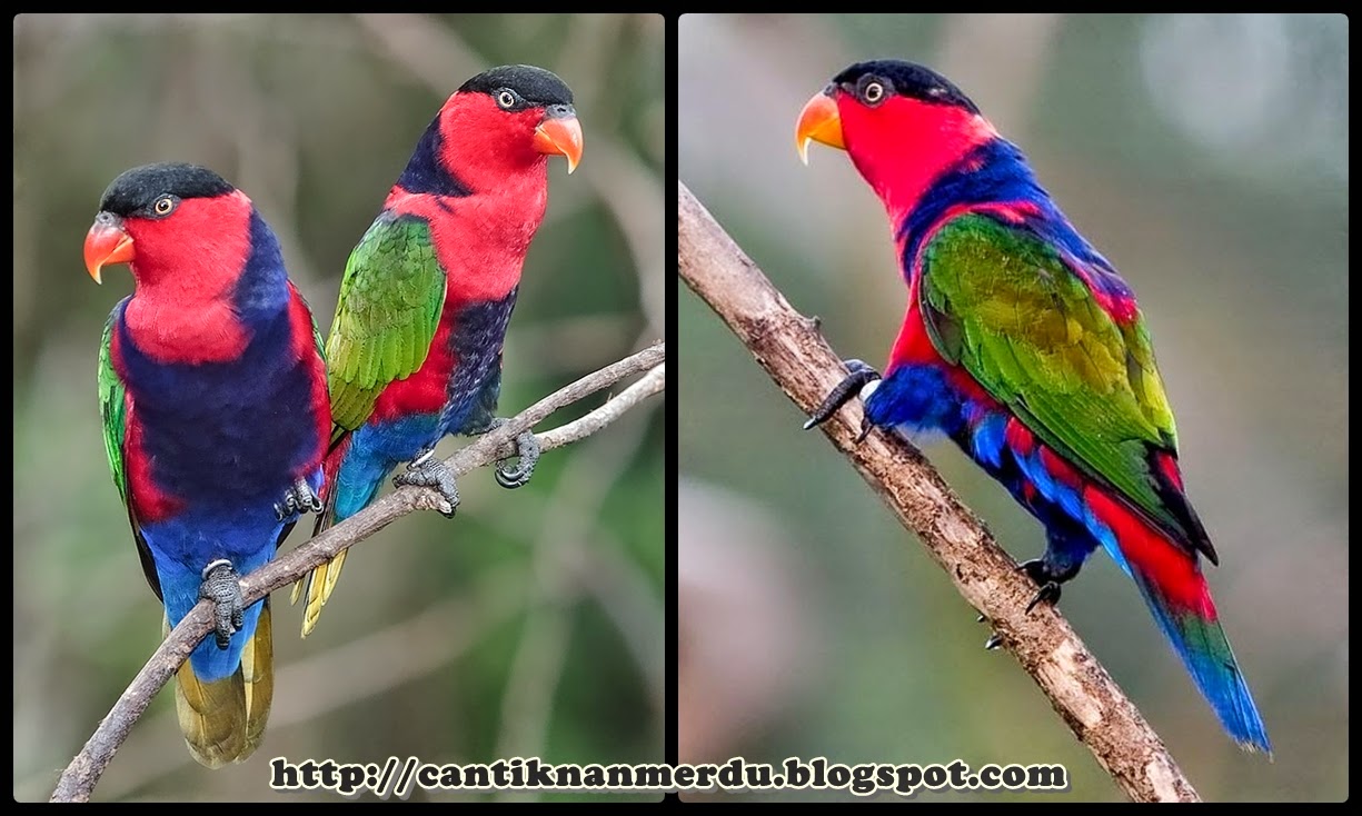 Budidaya Burung: Mengenal berbagai jenis burung Nuri yang ada di Indonesia