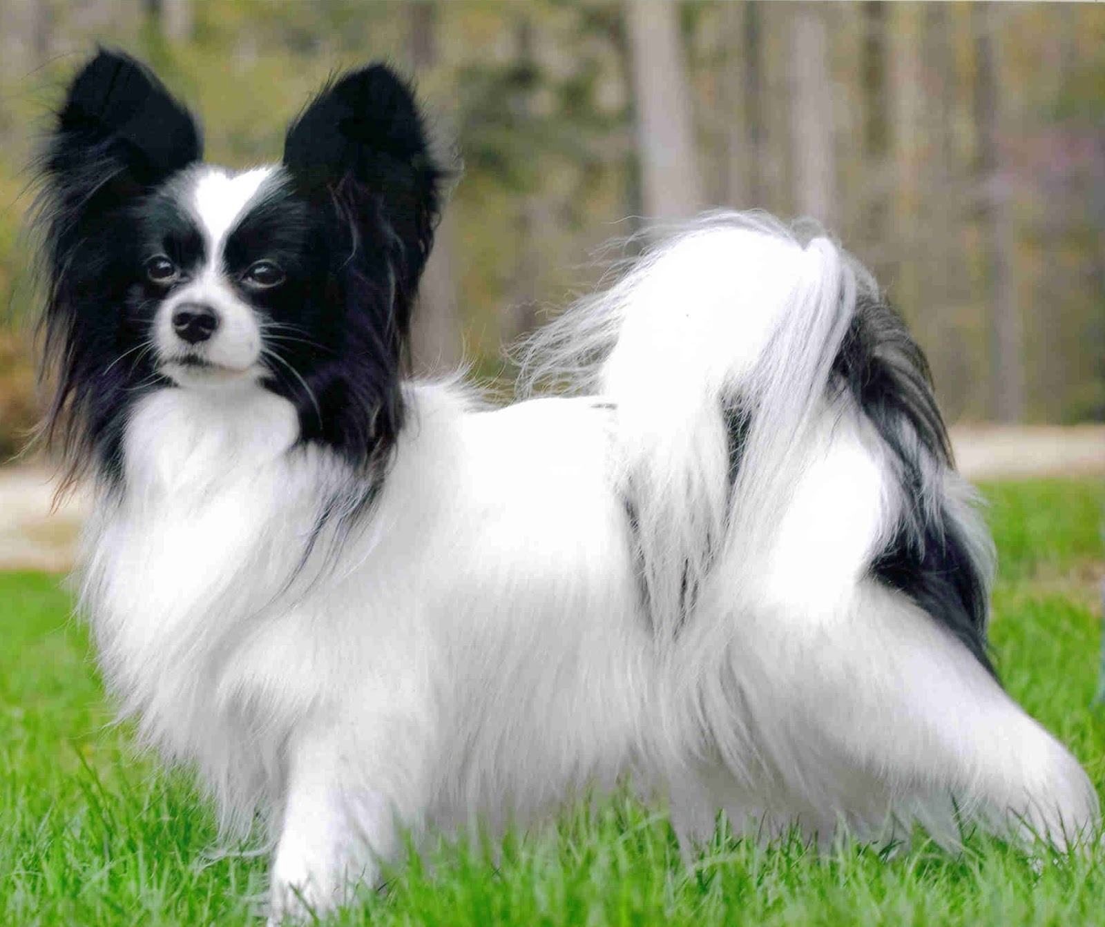 Cute Pets Papillon Dog Pictures - Cute Pets Cute Pets Papillon Dog Pictures - Cute Pets