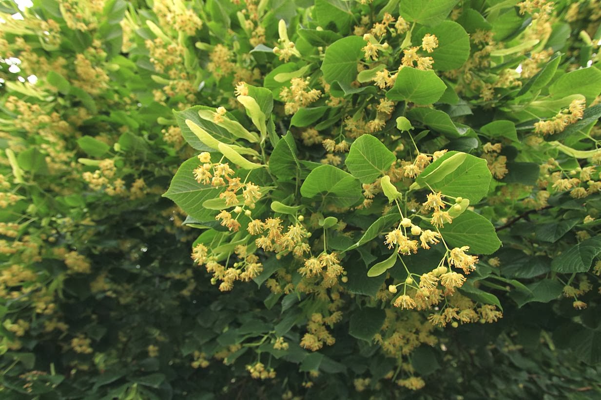 Trees Plants Flowers Flowering Lime Tree trees-plants-flowers-flowering-lime-tree