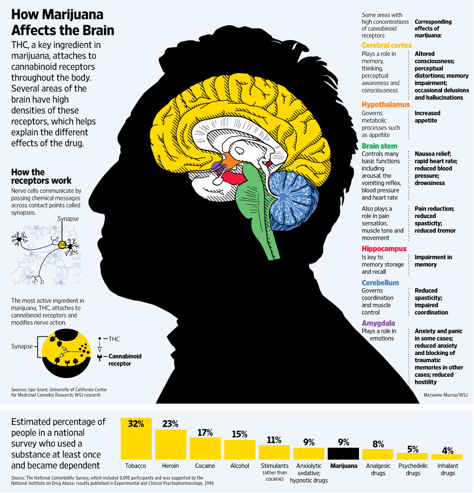 Health & nutrition tips: How Marijuana Affects the Brain