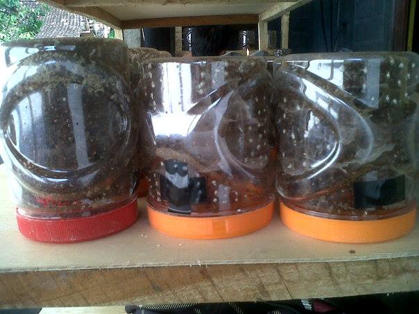 BUDIDAYA SEMUT RANGRANG RUMAHAN MEDIA TOPLES | PELUANG USAHA BUDIDAYA SEMUT RANG-RANG RUMAHAN