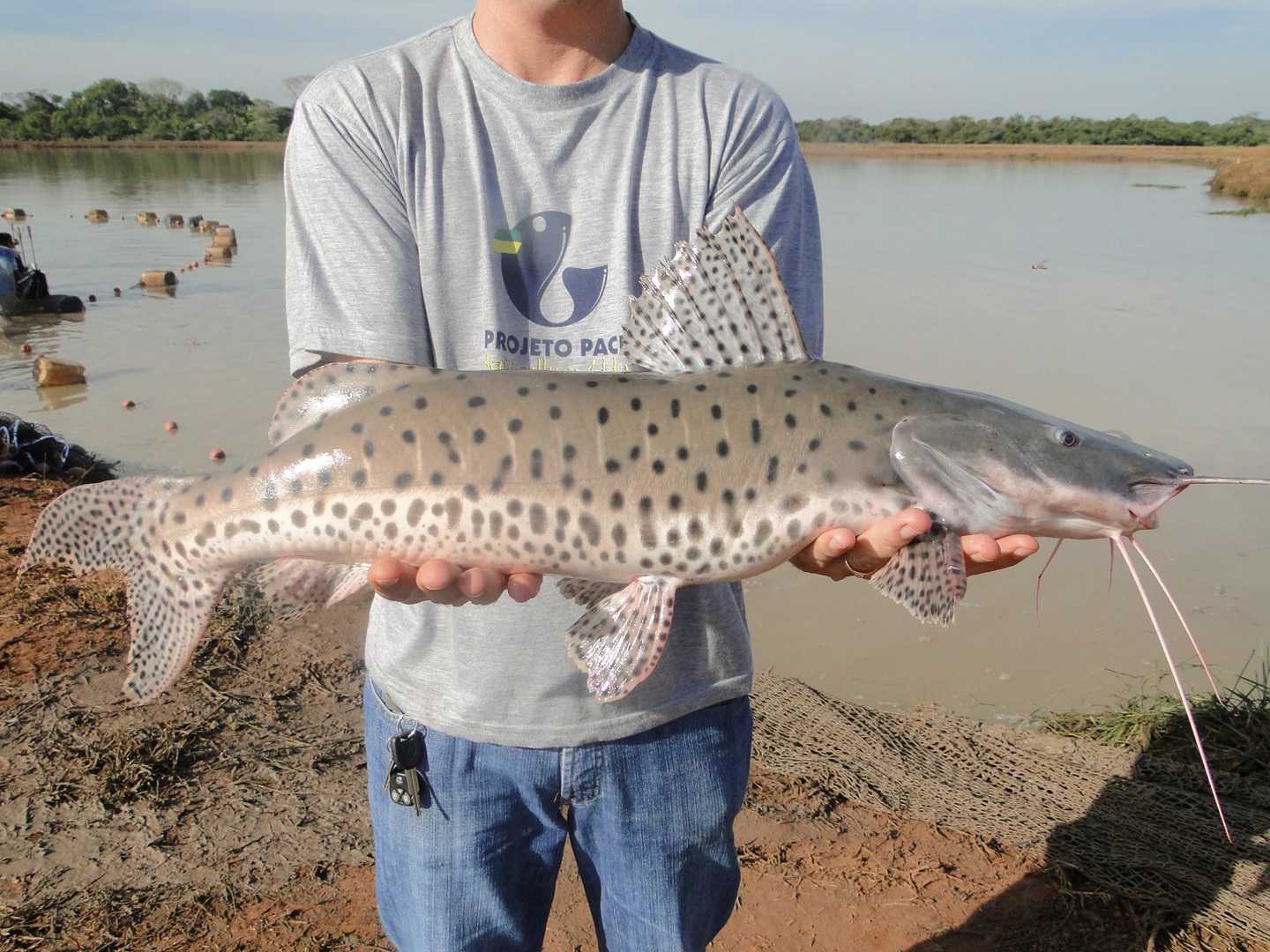 Mania de Aquário: Jundiara (Pintado Real)