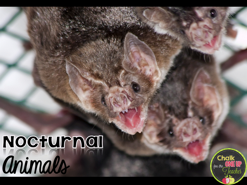 Nocturnal Animals Australia Backuperbox nocturnal-animals-australia-backuperbox