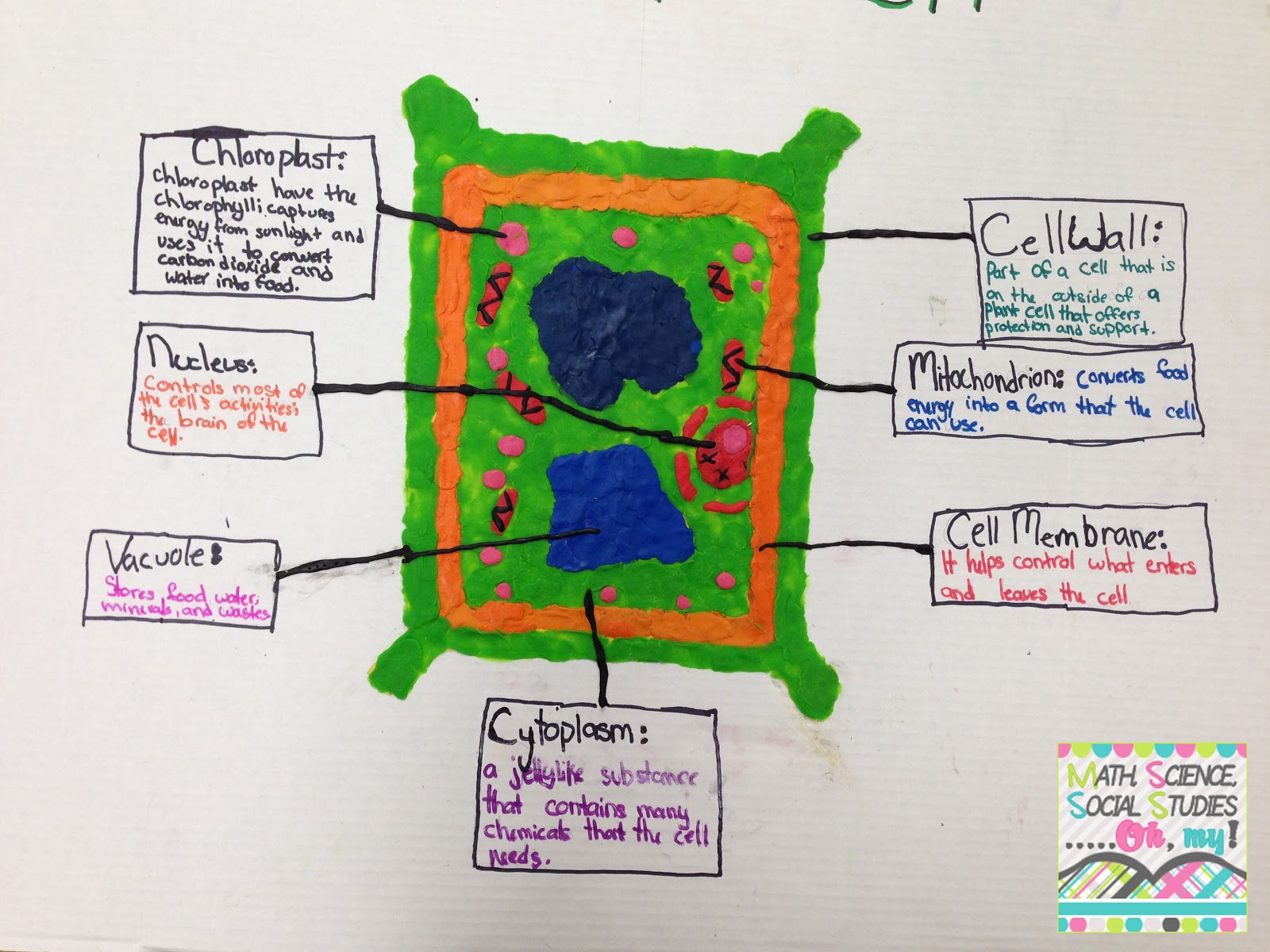 3D Cell Projects | Technically Speaking with Amy