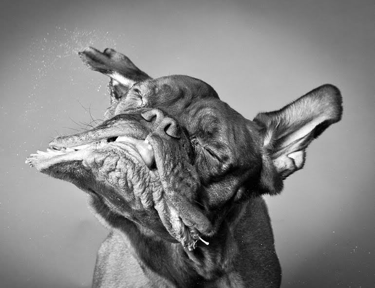 Art Sci Funny Pictures Of Dogs Shaking Off Water art-sci-funny-pictures-of-dogs-shaking-off-water