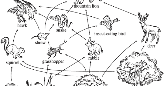 Bio: Food Web
