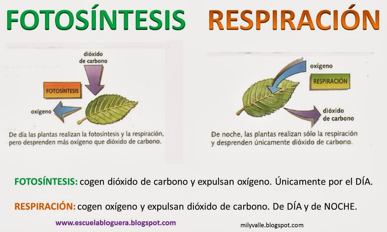 La Diversidad de los Seres Vivos: Reino de las Plantas