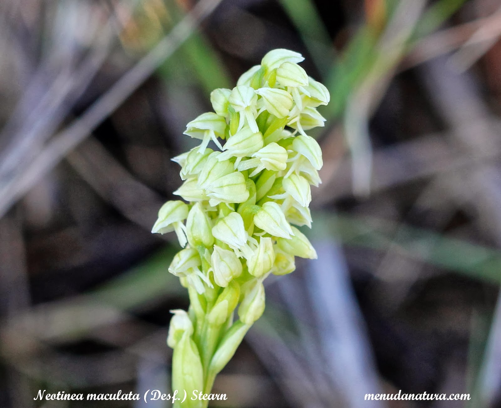 Menuda Natura: Neotinea maculata (Desf.) Stearn