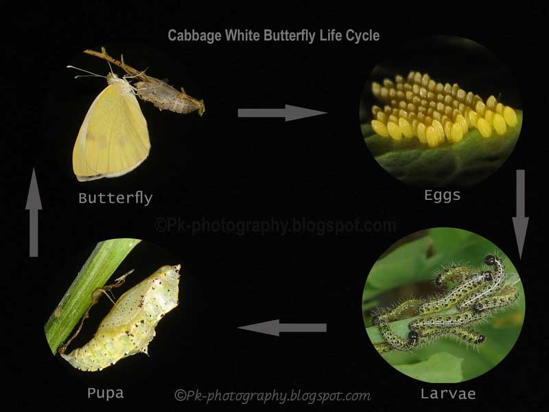 Large Cabbage White Butterfly Life Cycle Nature Cultural And Travel large-cabbage-white-butterfly-life-cycle-nature-cultural-and-travel