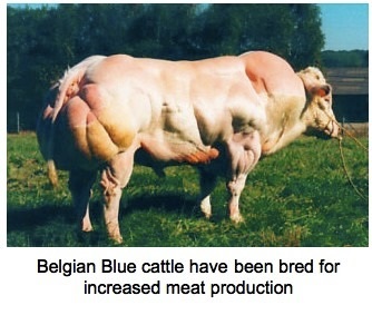 Artificial Selection Cows