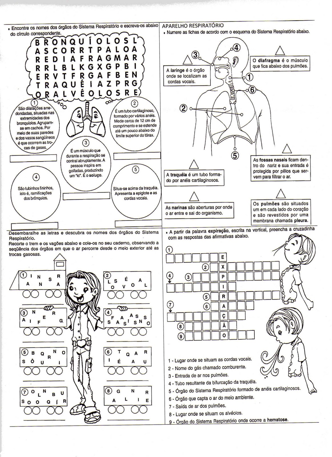 Atividades sistema respiratório 5 ano - Imagui Atividades sistema respiratório 5 ano - Imagui