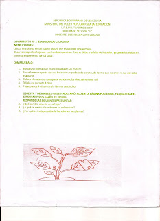 experimentos de las plantas