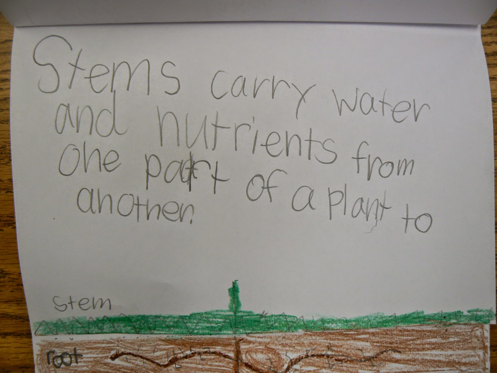 Plant Parts Flip Book | Mrs. T's First Grade Class | Bloglovin’