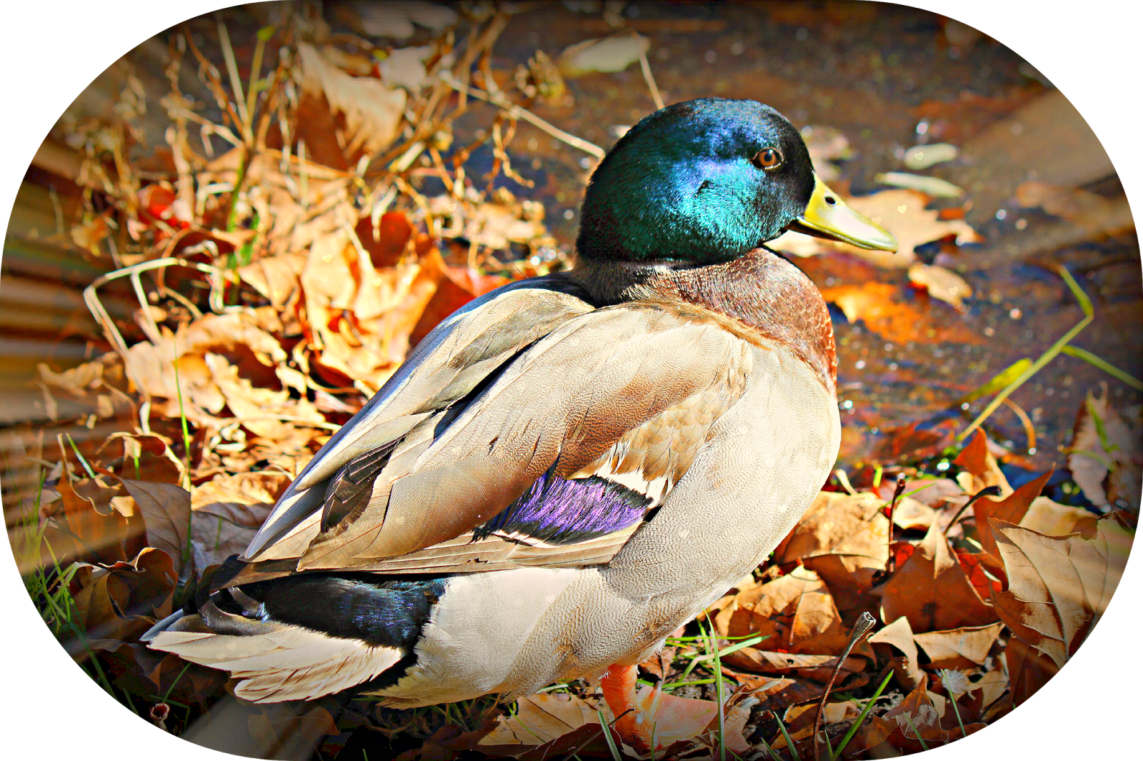 Christian Images In My Treasure Box Mallard Psalms 57 5 christian-images-in-my-treasure-box-mallard-psalms-57-5
