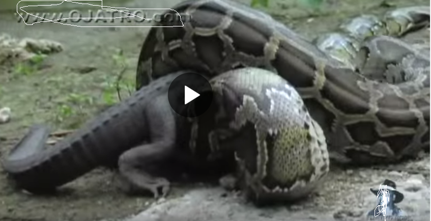 Python eats Alligator 02, Time Lapse Speed x6 | het 13