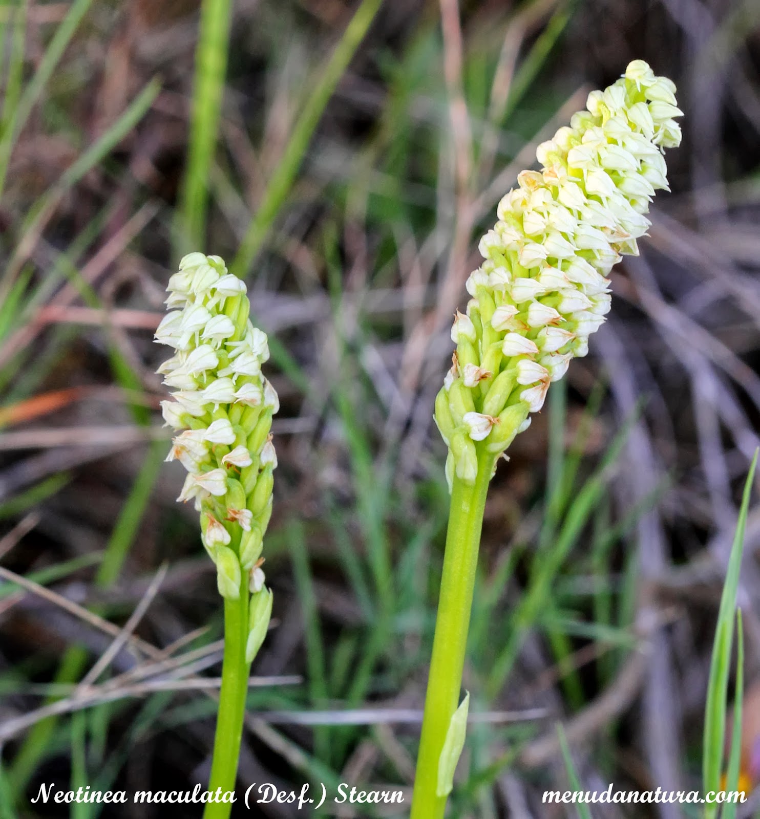Menuda Natura: Neotinea maculata (Desf.) Stearn