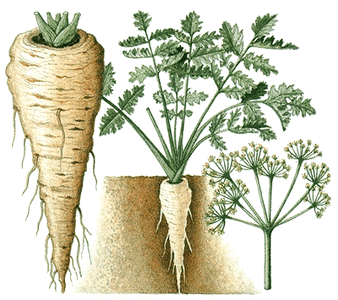 Underground roots examples – StudiousGuy