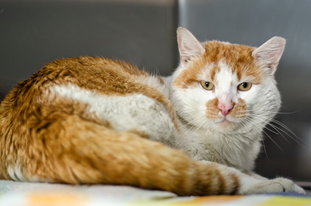 Progressive Charlestown: Companion animal of the week Progressive Charlestown: Companion animal of the week