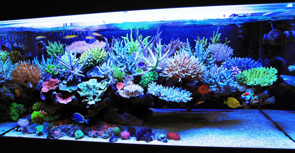 Types Of Fish Tanks You Can Have About Pet Animals And Pet Care types-of-fish-tanks-you-can-have-about-pet-animals-and-pet-care