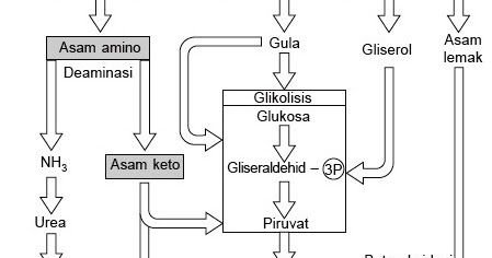 Proses dan Pengertian Metabolisme Protein | Perpustakaan Cyber