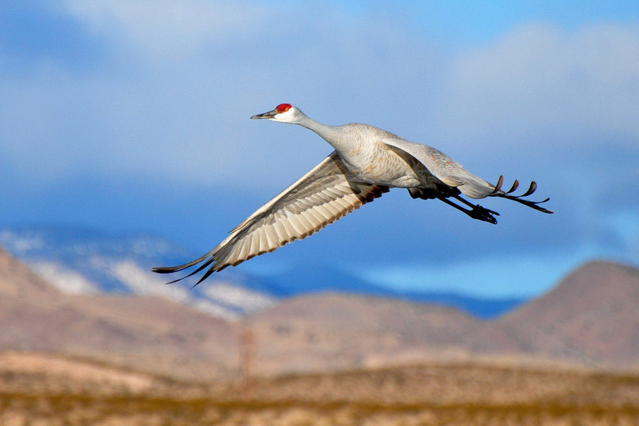 All About Animal Wildlife Crane Bird Facts And Images Photos all-about-animal-wildlife-crane-bird-facts-and-images-photos