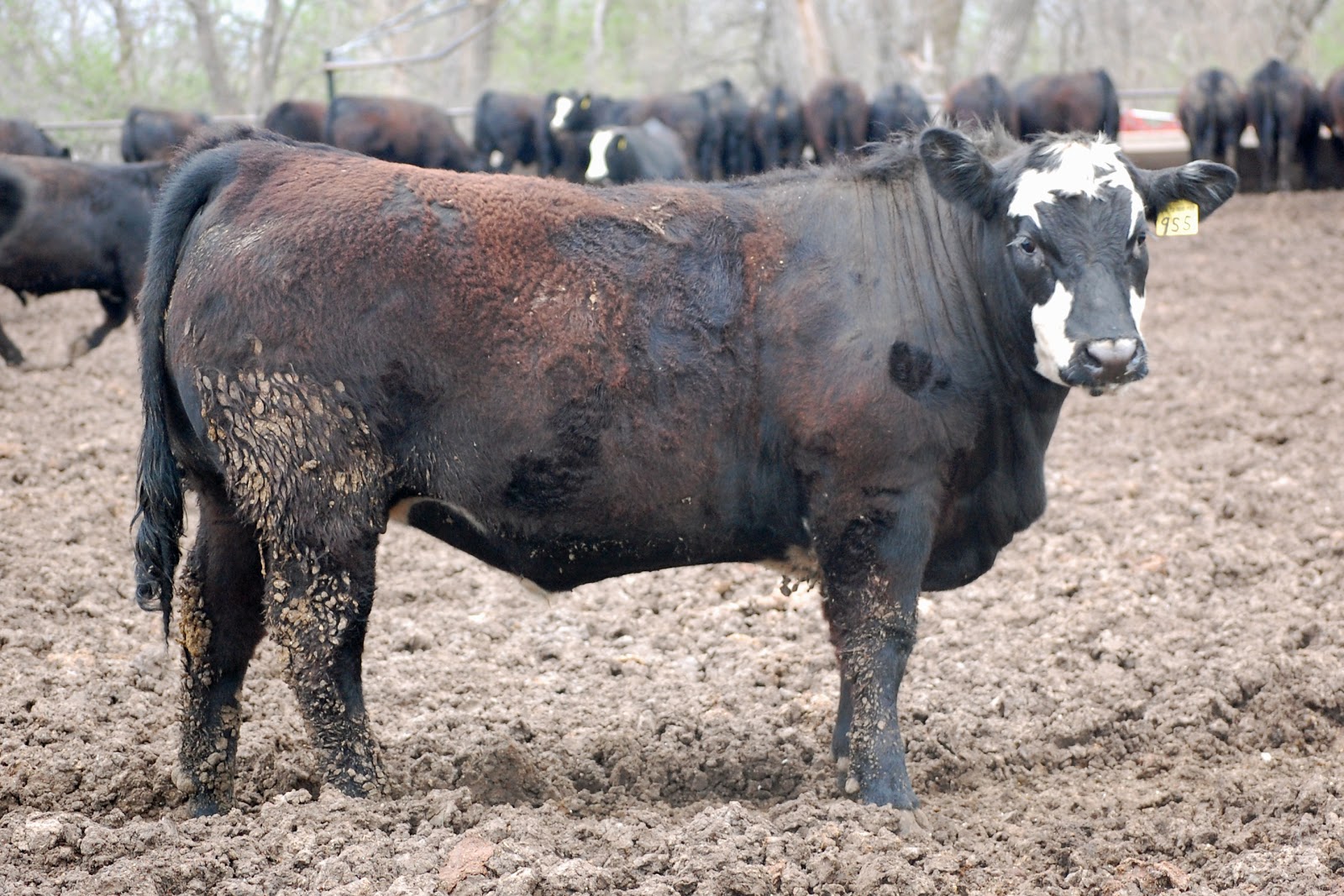 Peters Cattle Fat Cattle peters-cattle-fat-cattle