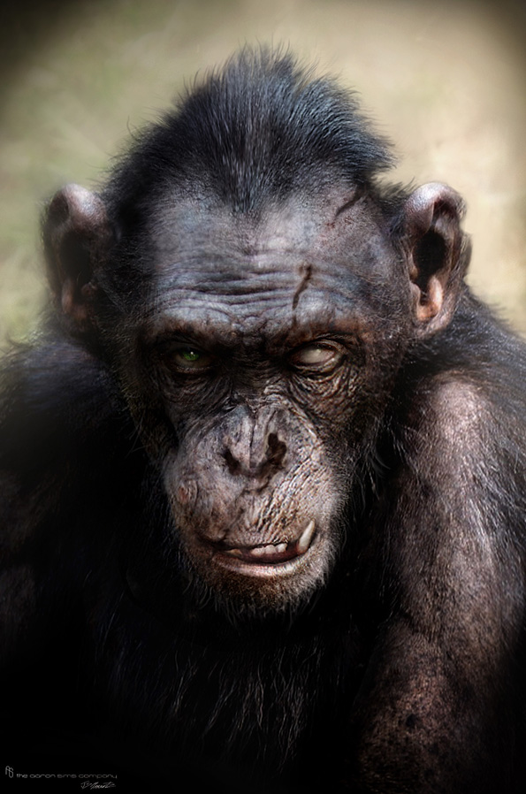 Rise Of The Planet Of The Apes Designs rise-of-the-planet-of-the-apes-designs