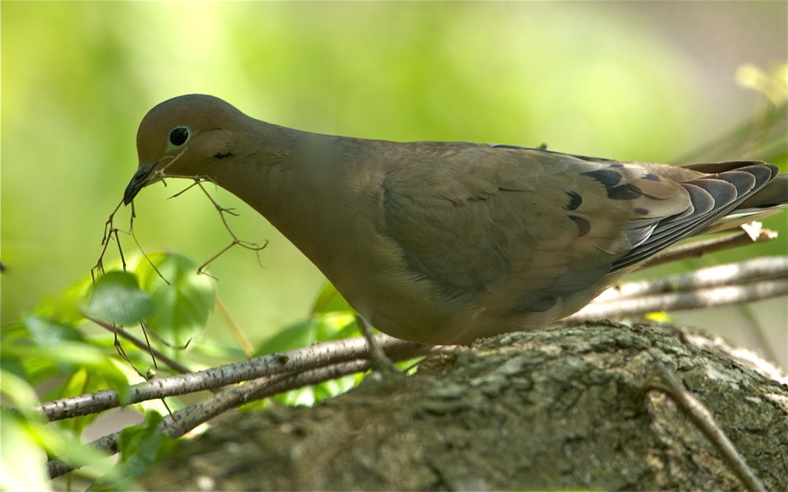 Dove Nest Building PDF Woodworking dove-nest-building-pdf-woodworking
