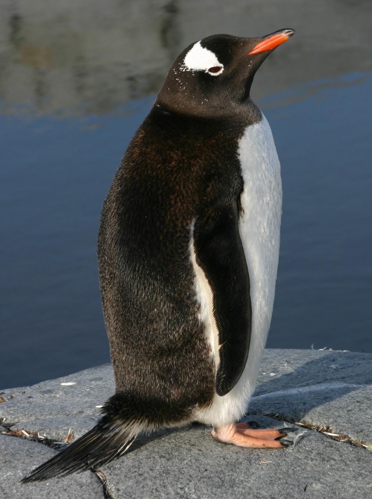 Wild Life Animal Long Tailed Gentoo Penguin Animal wild-life-animal-long-tailed-gentoo-penguin-animal