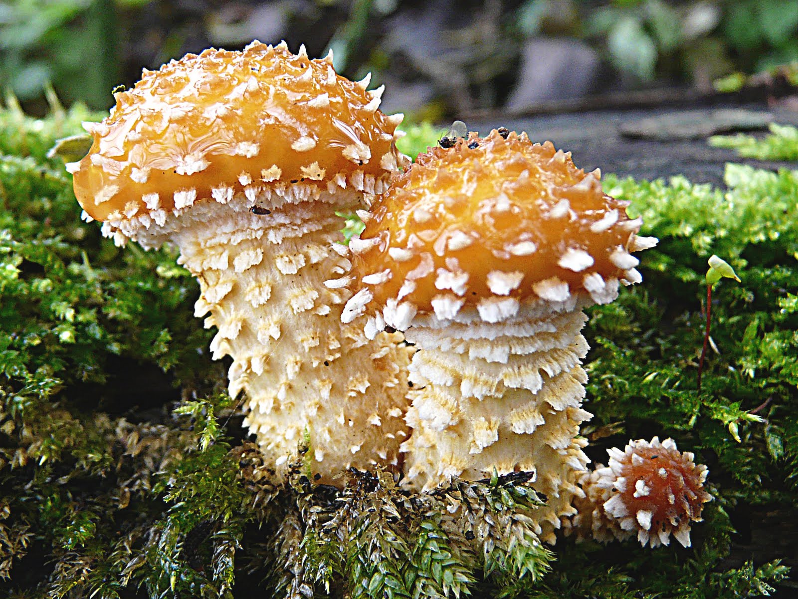 Martin Hodges Wildlife Blog The Joys Of The Reclassification Of Fungi martin-hodges-wildlife-blog-the-joys-of-the-reclassification-of-fungi