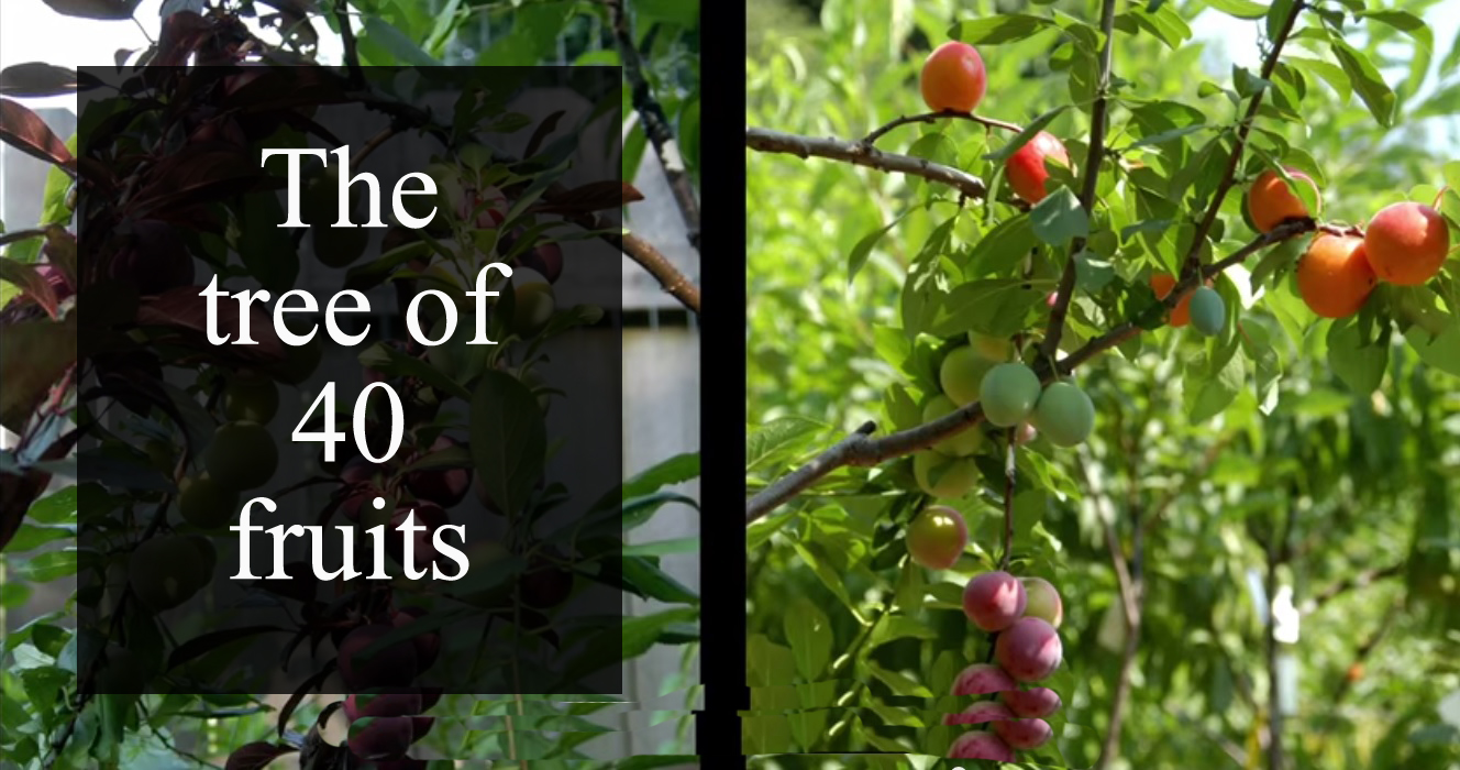 The tree of forty fruits | Sam Van Aken, It's not magic, it's science - Drops From Ocean