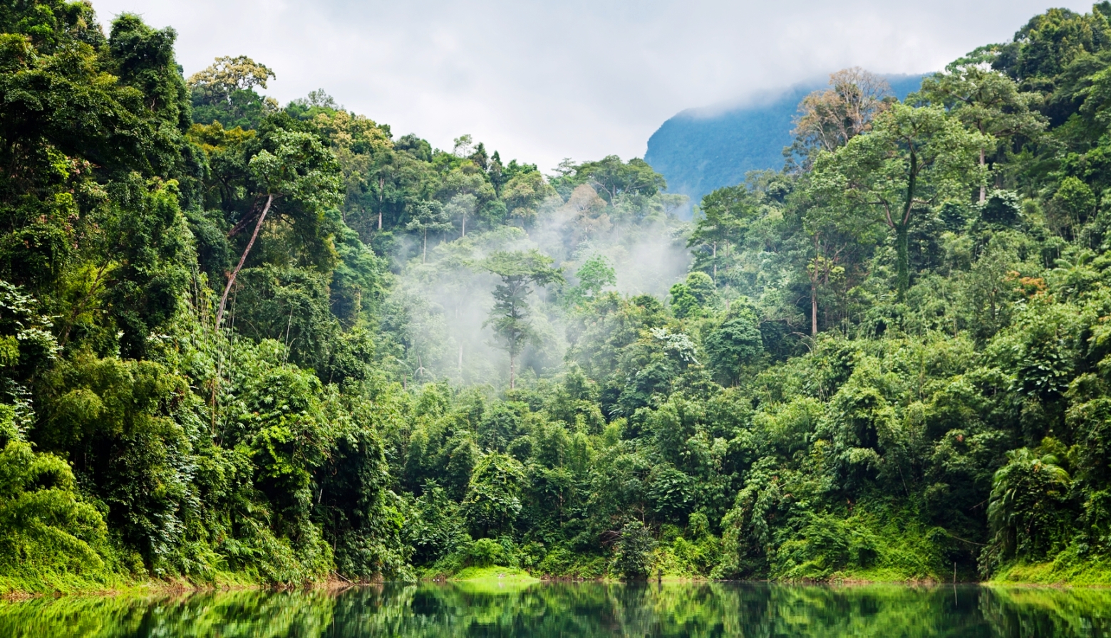 La selva - Imagui La selva - Imagui