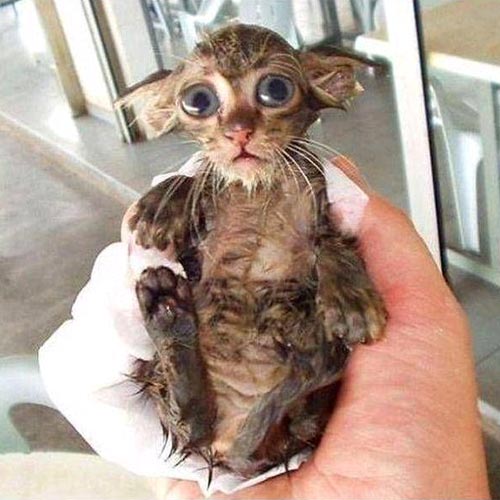 Funniest And Cute Tiny Animals Funny And Cute Animals funniest-and-cute-tiny-animals-funny-and-cute-animals