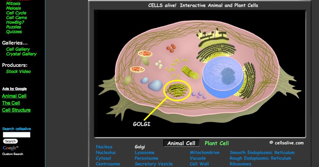 North Grand HS Biology Blog Cell Structure Webquest And The Wacky north-grand-hs-biology-blog-cell-structure-webquest-and-the-wacky