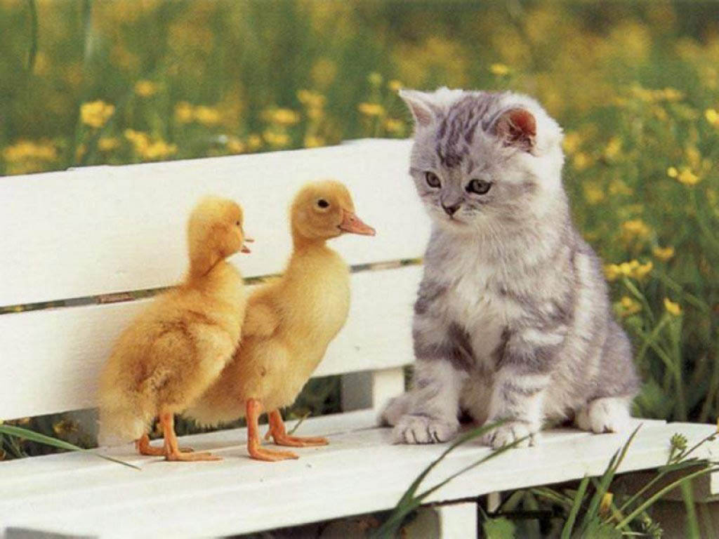 Funny Cute Kittens Best Pictures 2012 All Funny funny-cute-kittens-best-pictures-2012-all-funny
