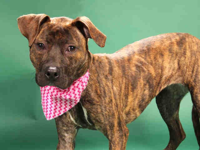 Talking Dogs At For Love Of A Dog Adopt Wonton A Young PitBull Dog In Missouri talking-dogs-at-for-love-of-a-dog-adopt-wonton-a-young-pitbull-dog-in-missouri