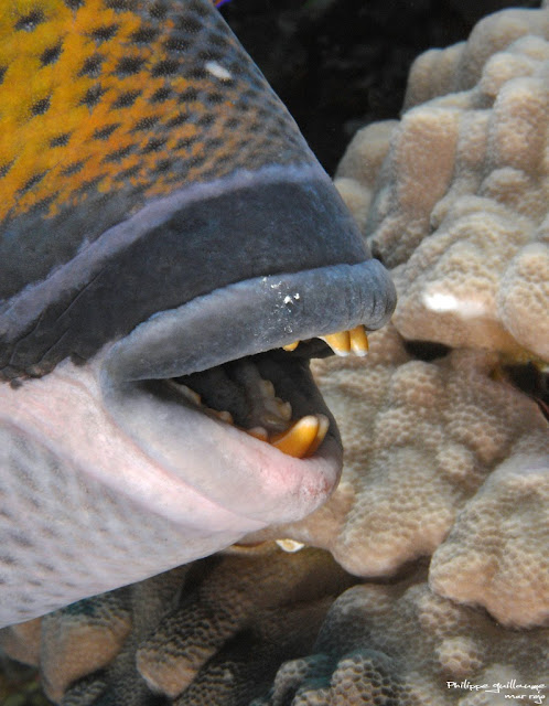 Real Monstrosities: Triggerfish