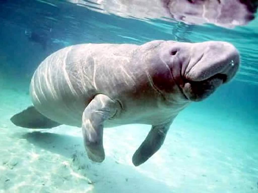 Dugongo (Dugong dugon)