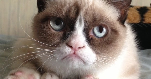 White Wolf : Internet finds world's grumpiest cat, named Tardar Sauce ...