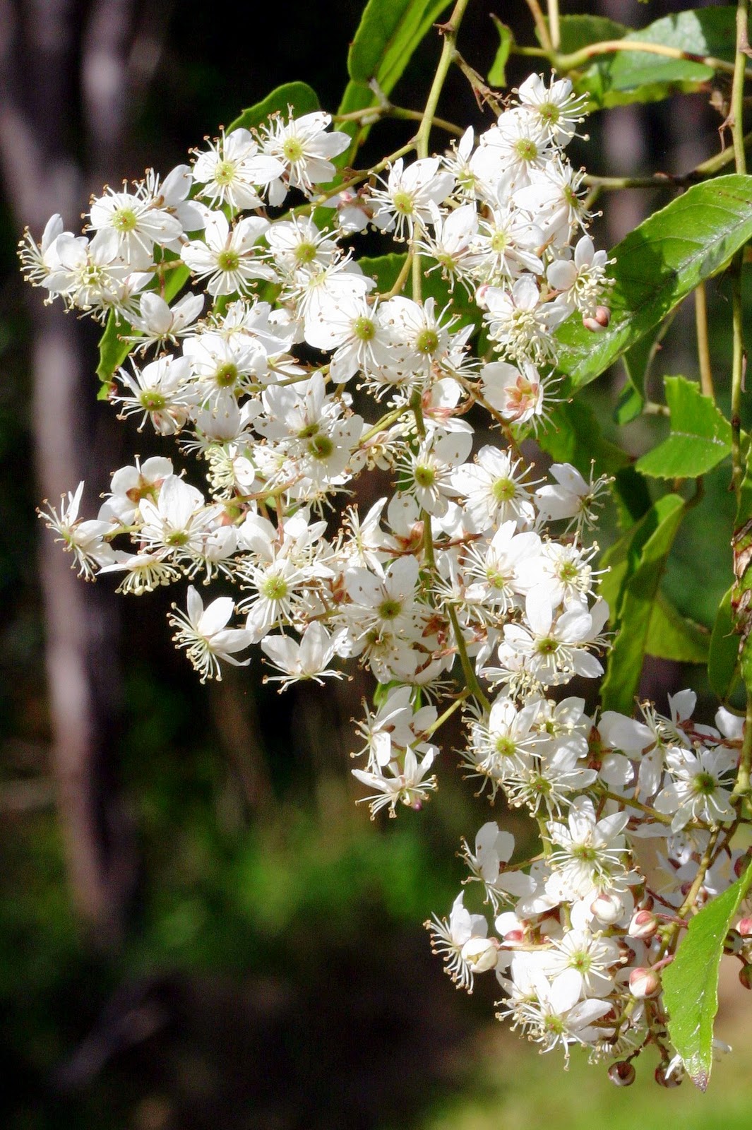 Botany Word Of The Day Panicle A Loose And Diversely Branched botany-word-of-the-day-panicle-a-loose-and-diversely-branched