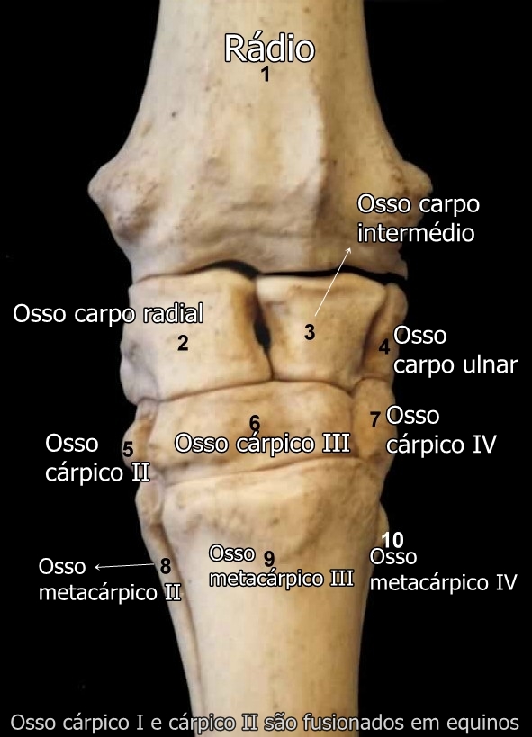 Diagrama Dos Ossos Do Carpo