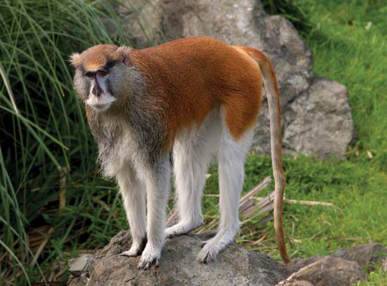 Patas Monkey True Wildlife Creatures patas-monkey-true-wildlife-creatures