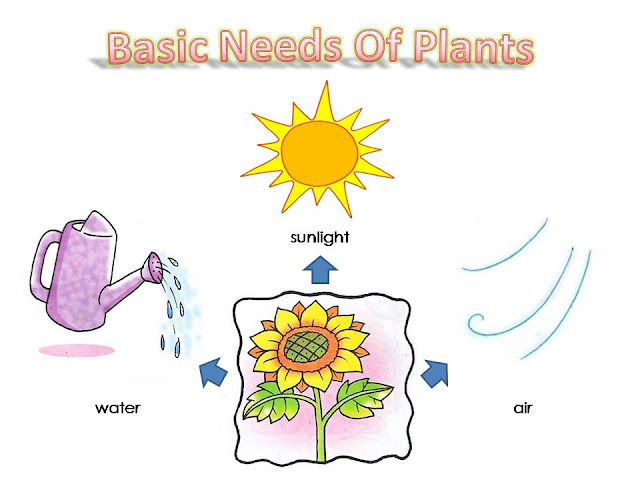Plants: Basic need of plants