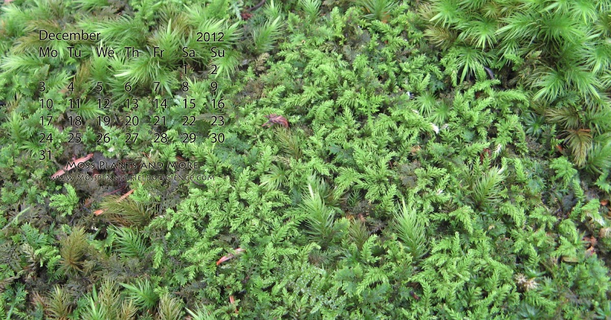 Moss Plants And More December 2012 Desktop Calendar moss-plants-and-more-december-2012-desktop-calendar