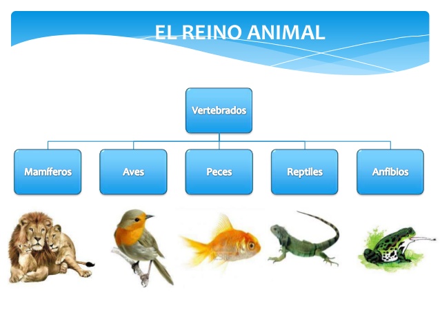 clasión del reino animales