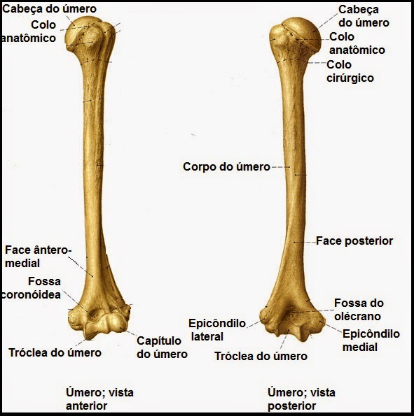Radiologia : Úmero