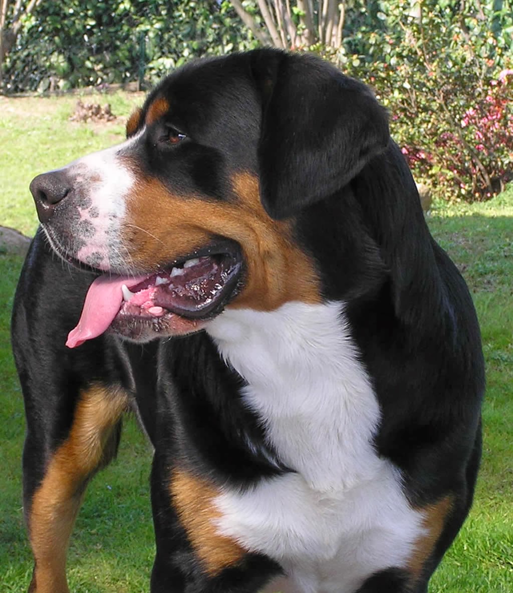 PERROS DE RAZA: PERRO DE MONTAÑA GRAN SUIZO PERROS DE RAZA: PERRO DE MONTAÑA GRAN SUIZO
